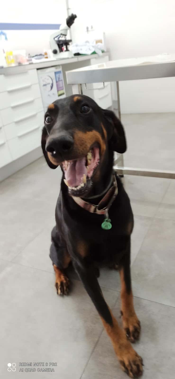 clinica veterinaria alhaurin de la torre veterinario clinica en ...