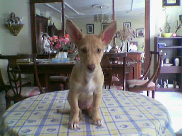 Clínica Veterinaria Torreblanca