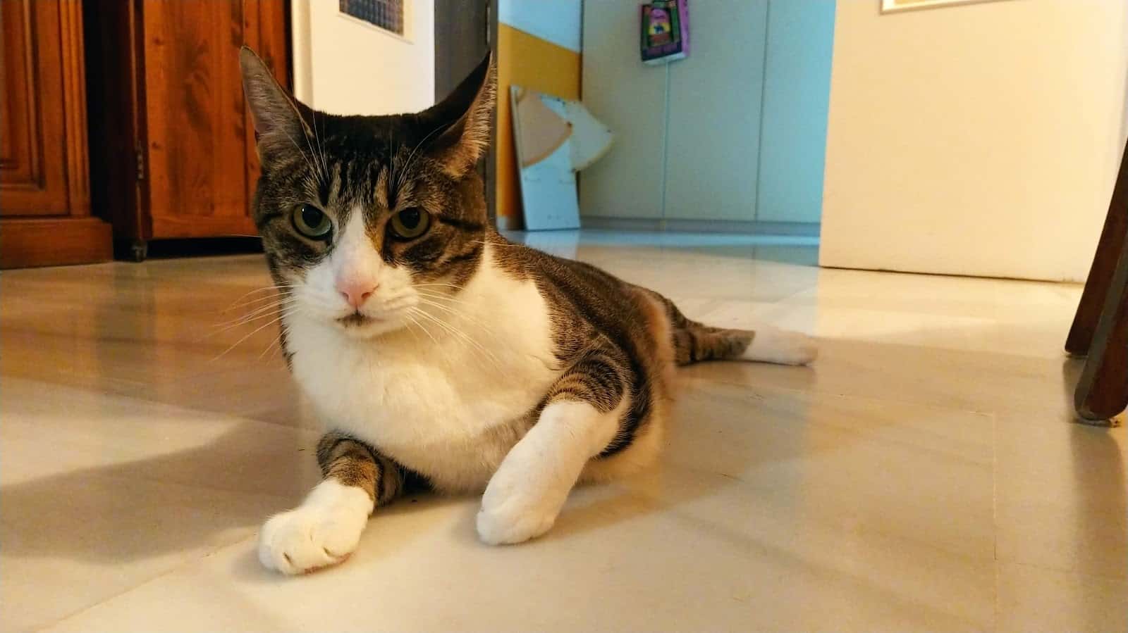 VetCentro - Veterinaria Fuengirola