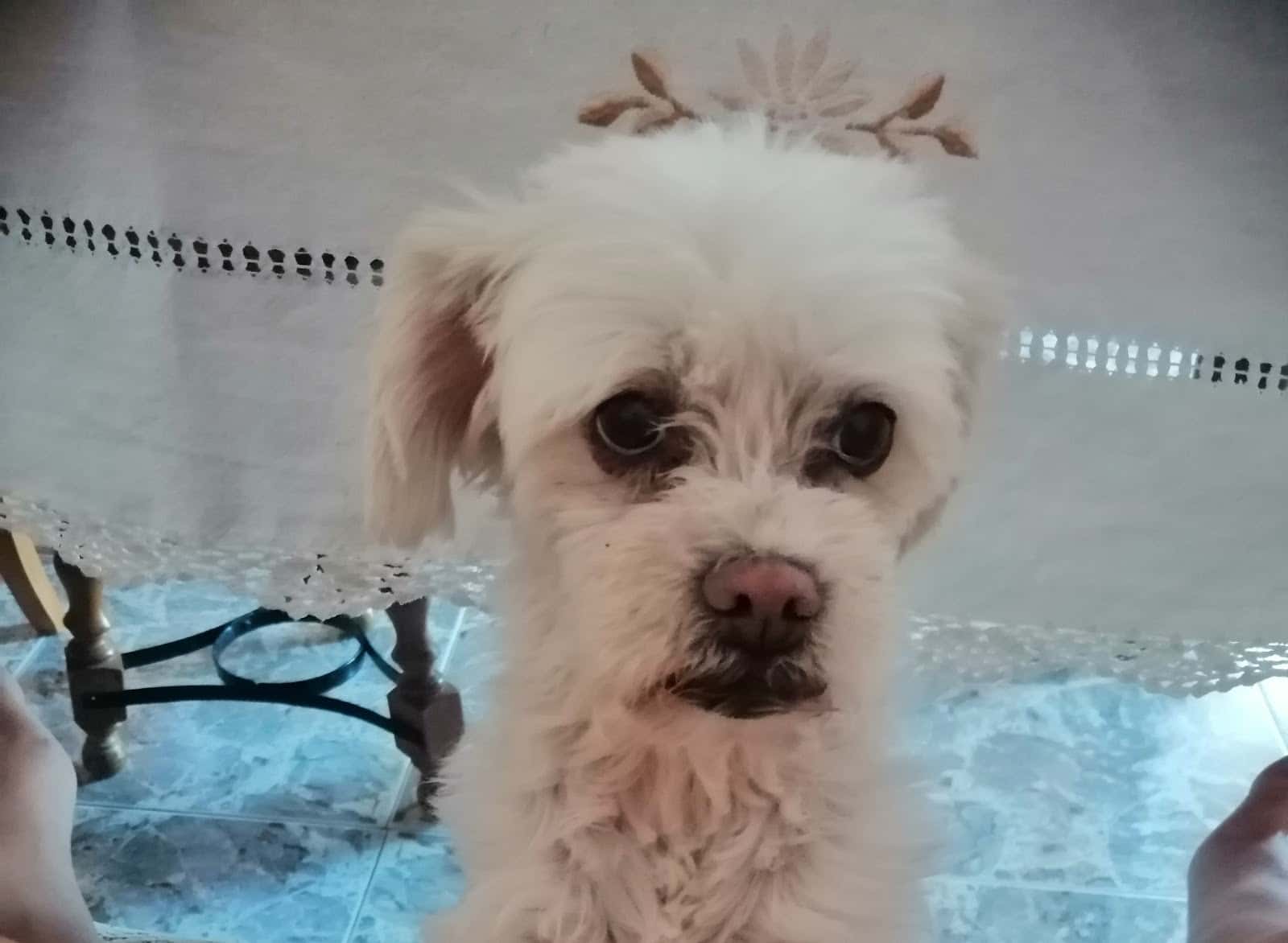 consulta veterinaria veterinario centro en alhaurin de la torre en ...