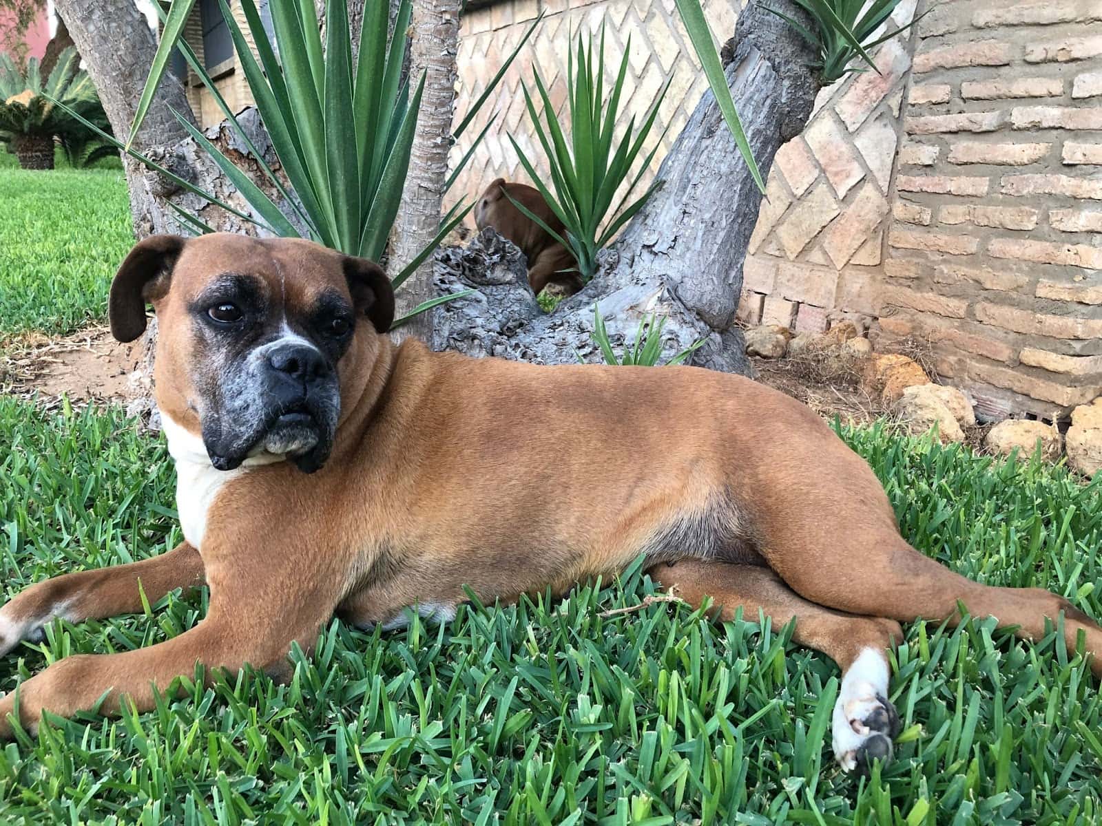 Clinica Veterinaria Benacazón