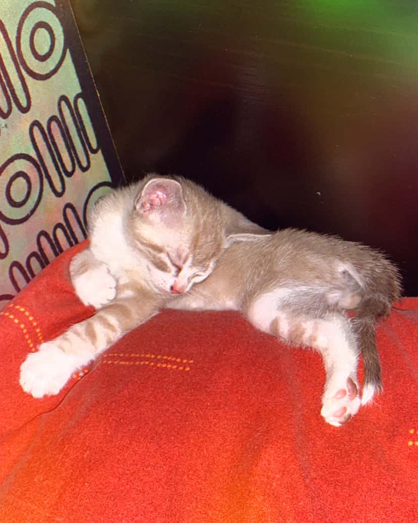 Clínica Veterinaria Alcauza